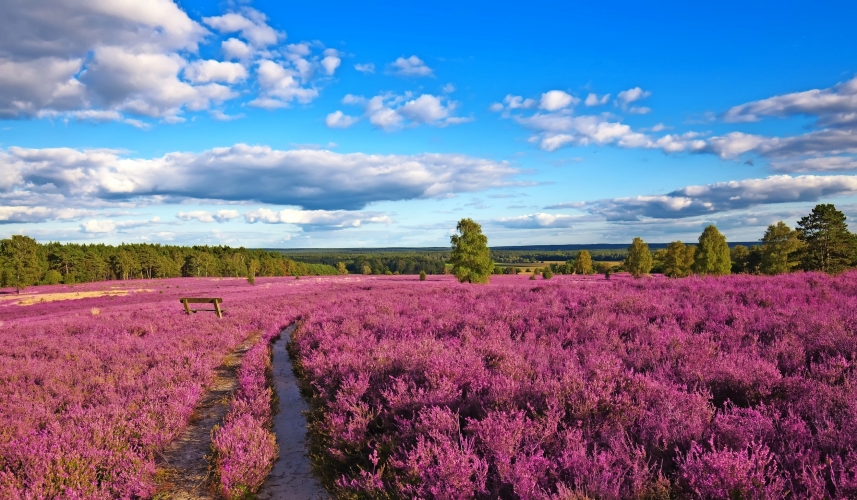 Lüneburger Heide - Magische Heideblüte